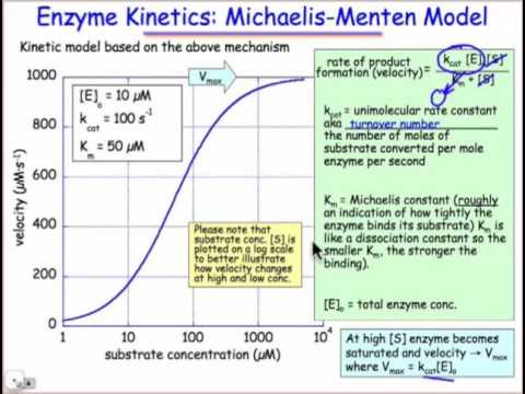 Enzyme Kinetics | The Life and Times of a U.W.I. Biochemian-for-a-semester