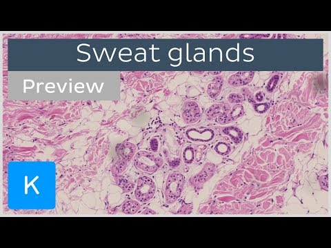 Sweat Glands (preview) - Histology & Function - Human Anatomy | Kenhub