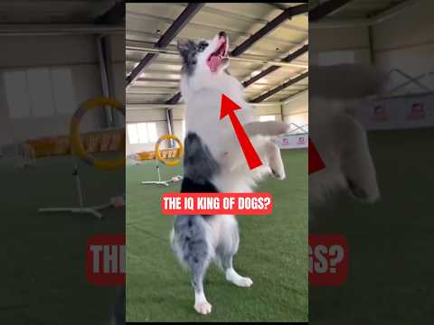 Smartest Dog Breed?