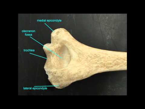 HUMERUS ANATOMY