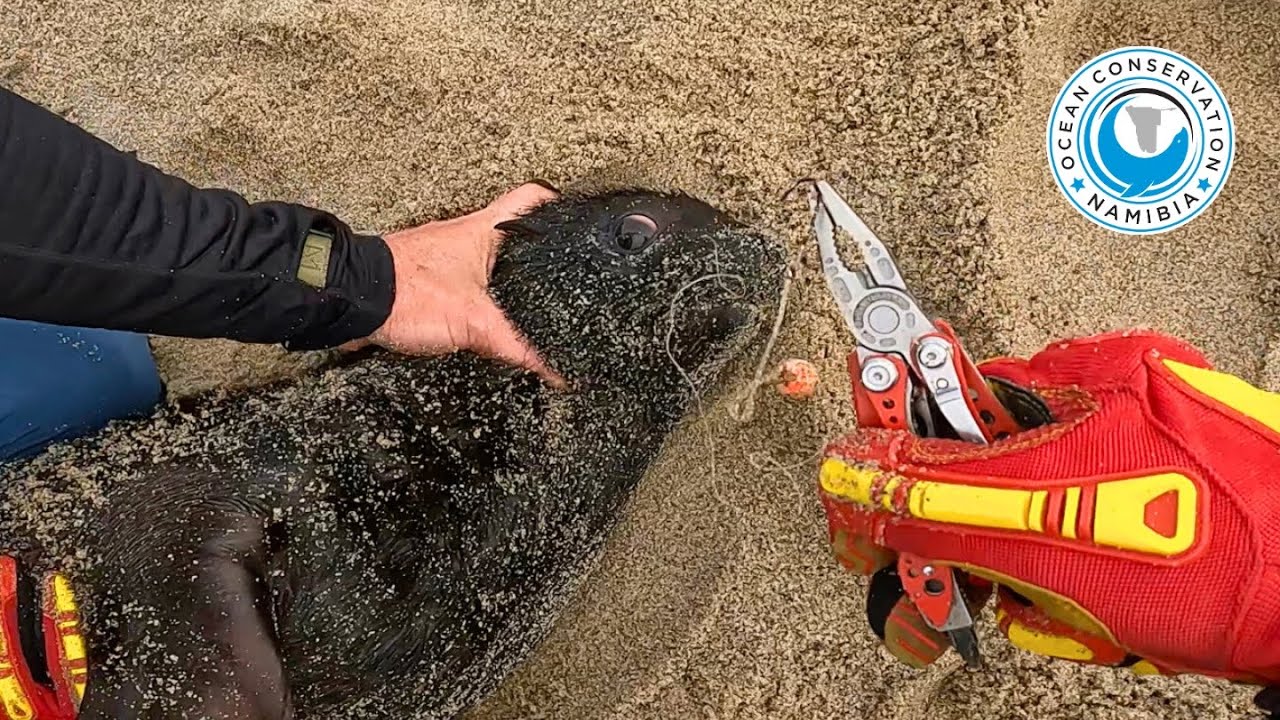 Fishing Hook Stuck In Seal’s  Flipper