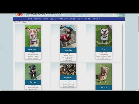 Cuyahoga County Animal Shelter seeks potential adopters as kennel becomes full