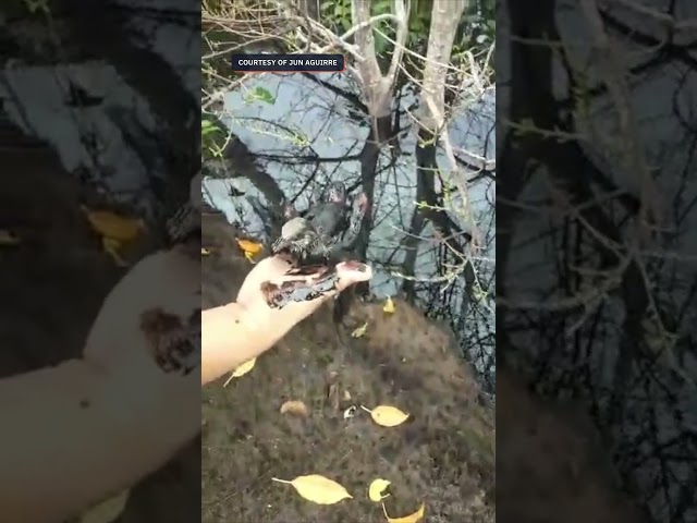 Oil spill wreaks havoc in Aklan town, authorities rush to contain damage