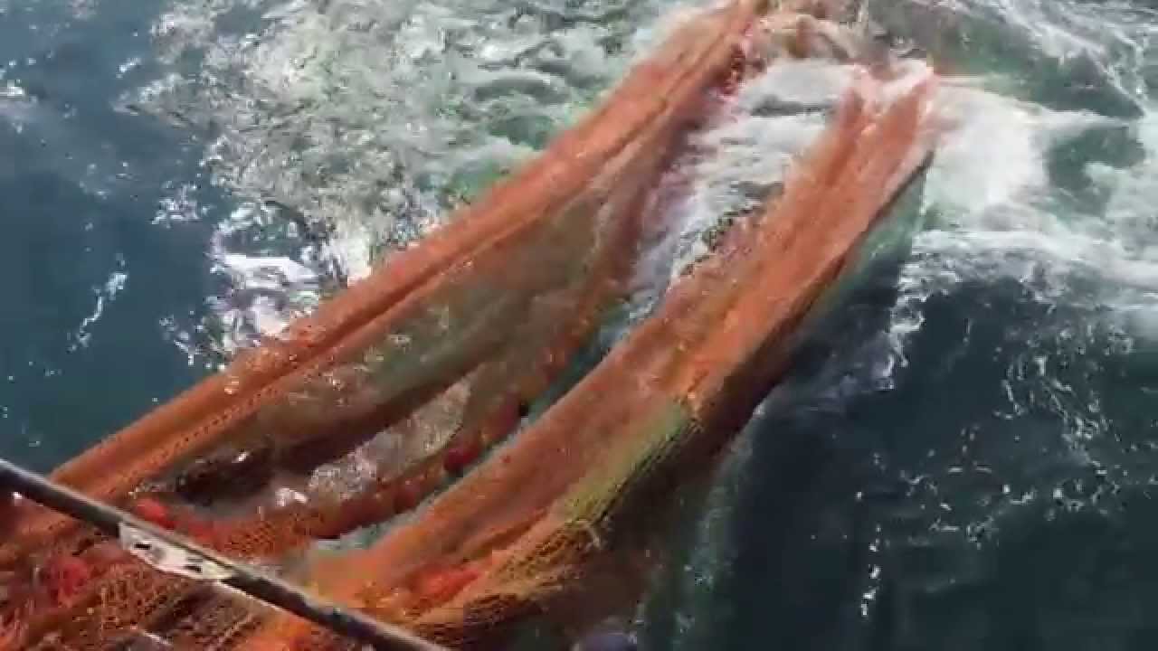 Pladijs (Schol) Belgische ‘Vis van het Jaar 2020 ‘ - Visserij.nl