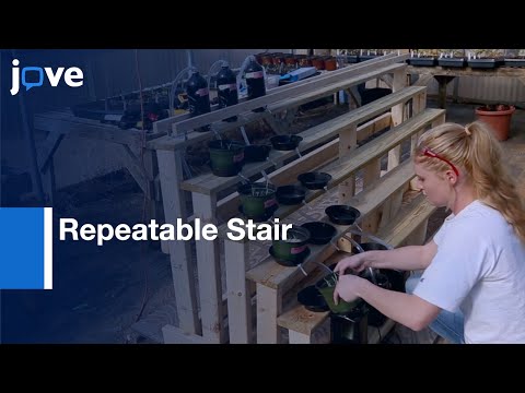 Repeatable Stair-Step Assay To Access: Allelopathic Potential-Weedy Rice l Protocol Preview