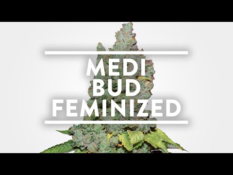 Medi Bud Strain Information | MSNL