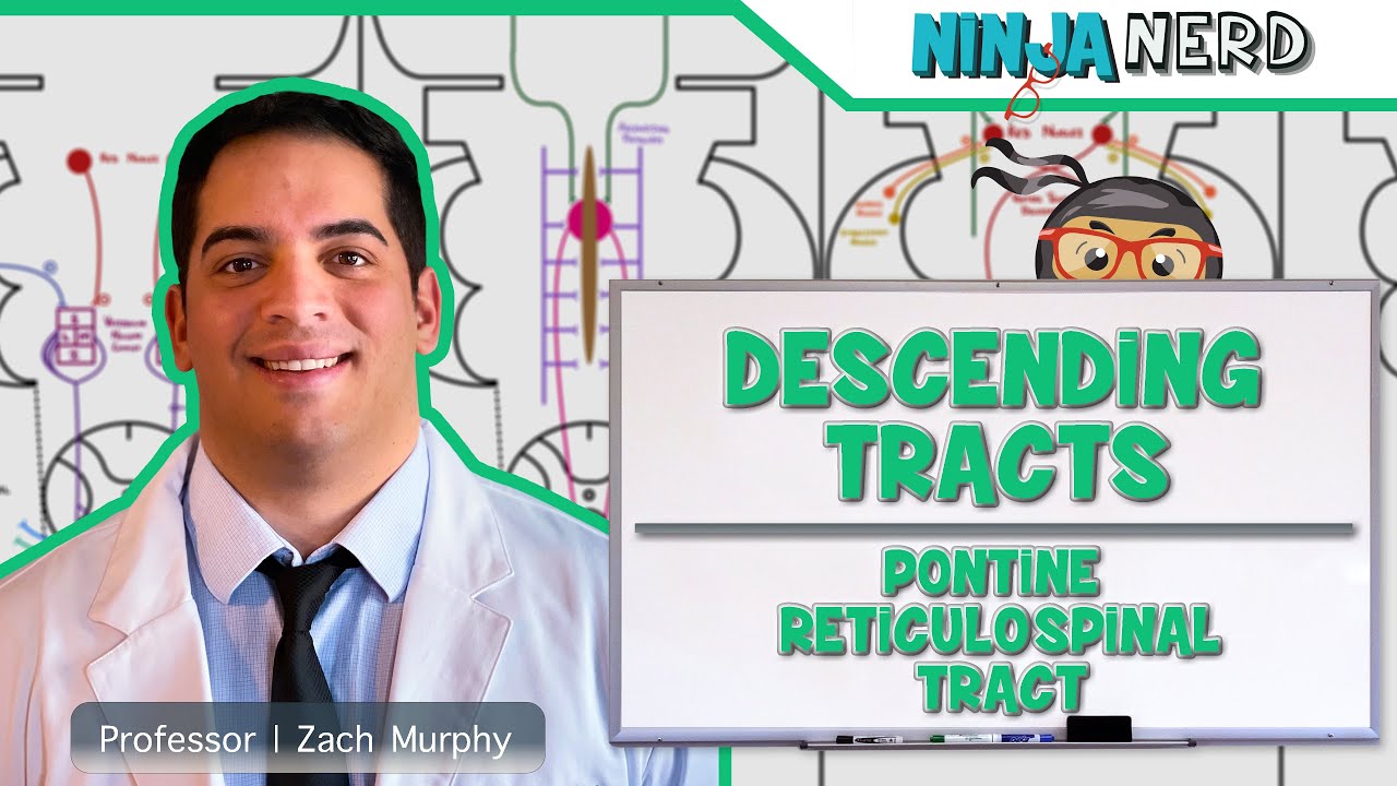 Neurology | Descending Tracts: Pontine Reticulospinal Tract