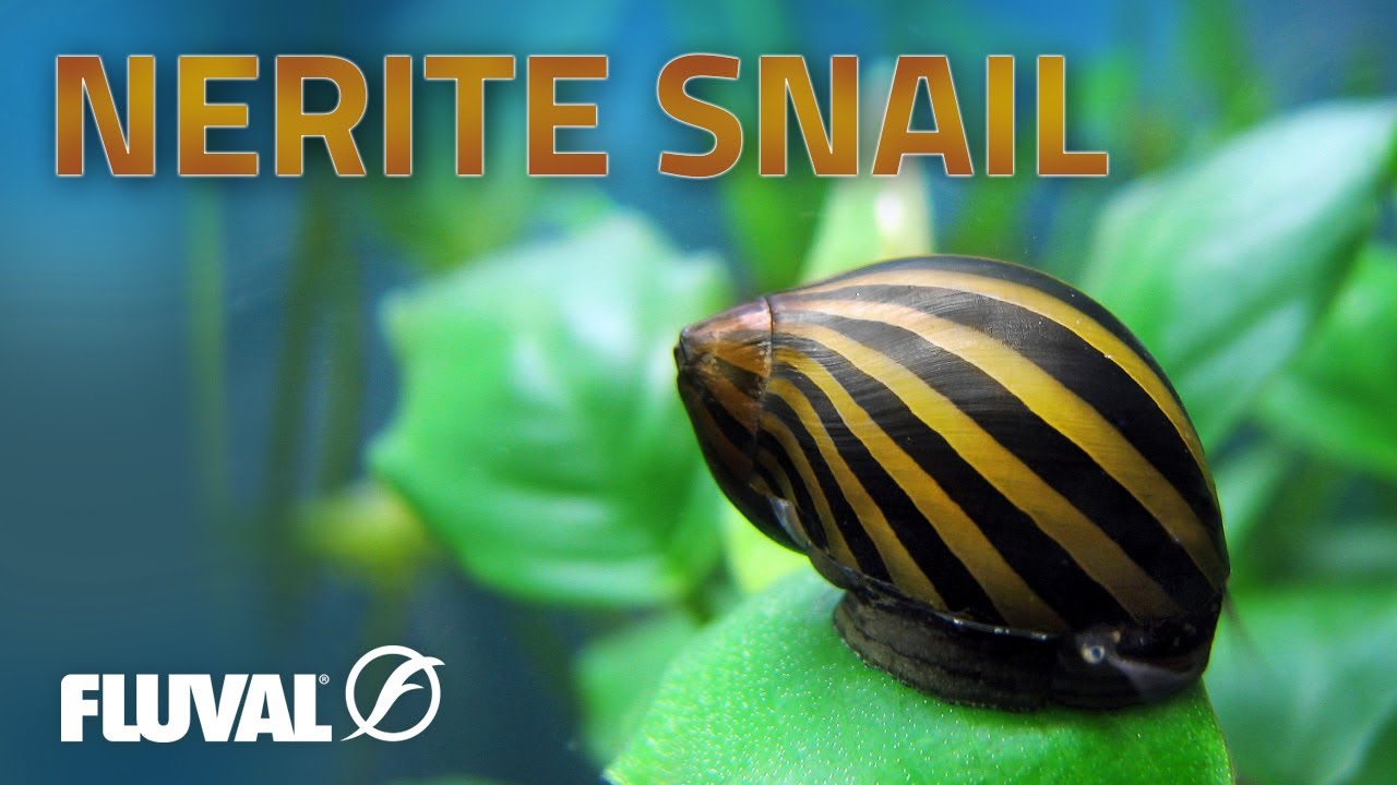 Species Spotlight | Nerite Snail
