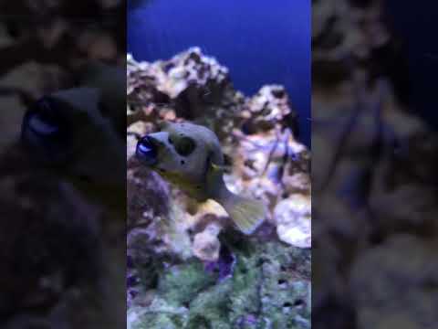 Dogface Puffer is actually Terrifying!