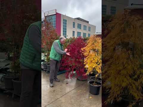 These Japanese Maples are Positively Glowing with Autumn Colour