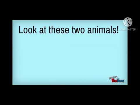 Animals similarities and differences