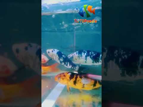 Japanese koi fish