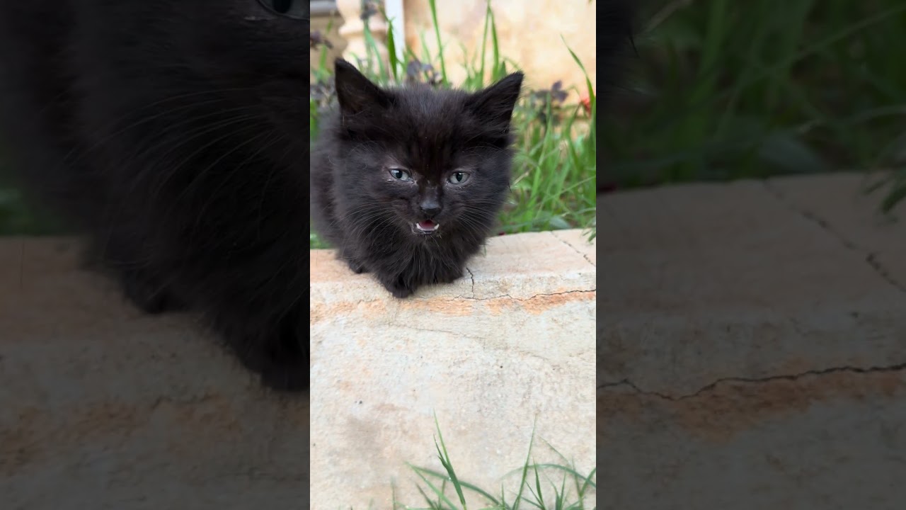 meowing kitten to attract cats