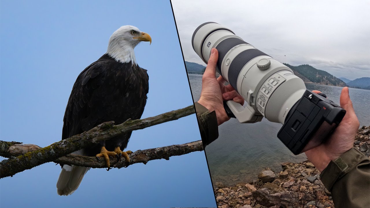 Photographing Bald Eagles: Tips for Stunning Wildlife Photos