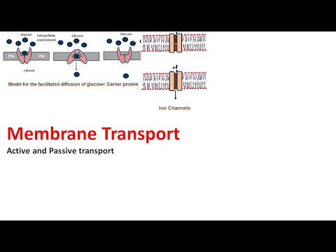 "Exploring Active and Passive Membrane Transport: Mechanisms and Implications"