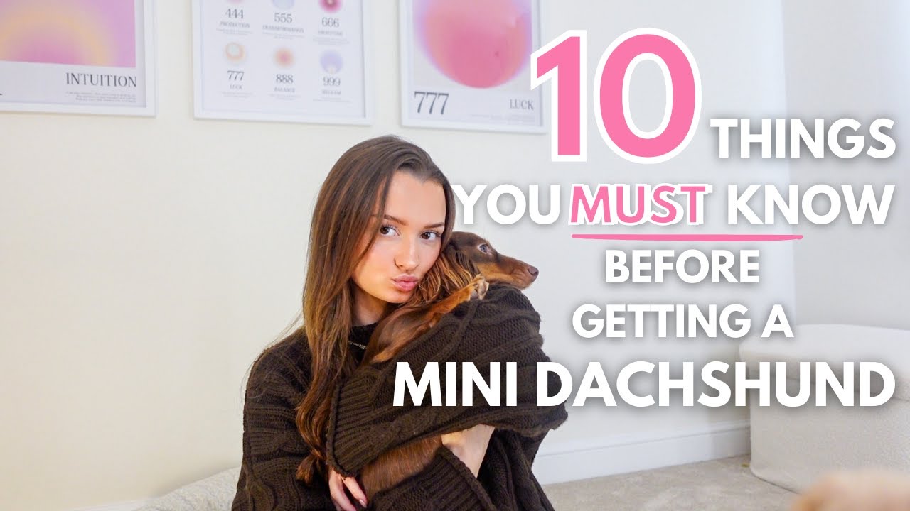 10 Things You MUST Know Before Getting a Mini Dachshund