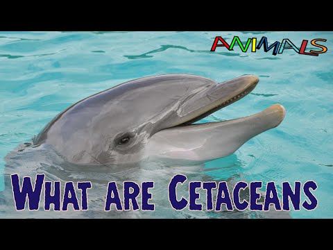 What are Cetaceans | facts about animals