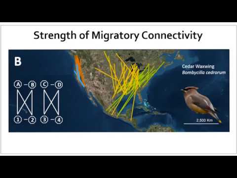 How Can We Quantify the Strength of Migratory Connectivity? – Methods Blog