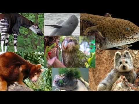 SDG #15: Life on Land