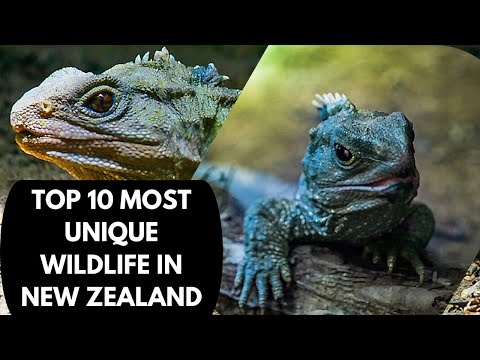 Top 10 Most Unique Wildlife in New Zealand |10 WEIRD Animals Only Found in NewZealand Animal Kingdom