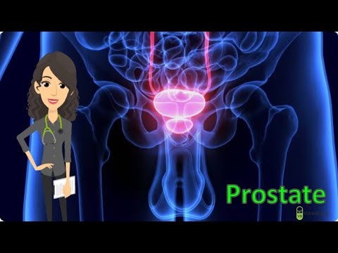 Prostate - What is it? Where is it? What does it do?