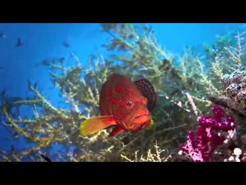 Journey to the South Pacific IMAX Theatrical Trailer 2013 HD