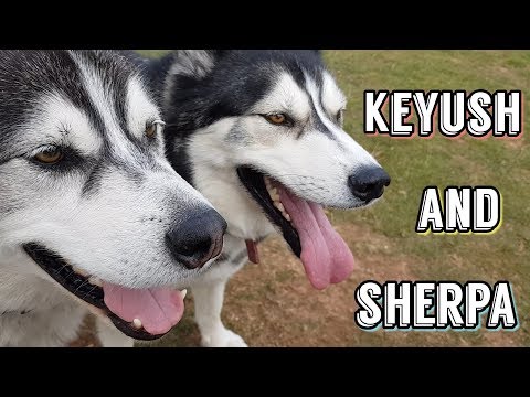 Sherpa and Keyush | Husky playtime | Dog Best Friend Goals