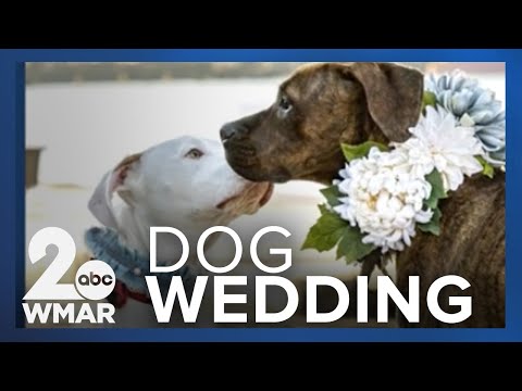 Time for a wedding paw-ty