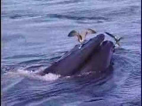 IFAW "What to do About Whales?" Episode 2
