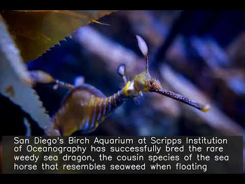 San Diego aquarium breeds rare weedy sea dragon in captivity