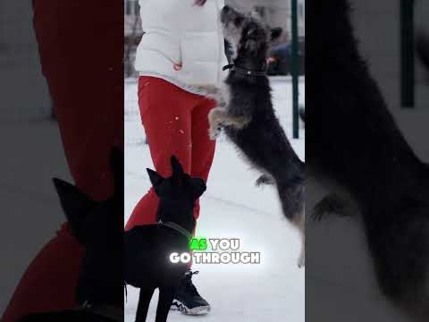 Winter Alert: Safe Paw for Pet-Safe Walkways!