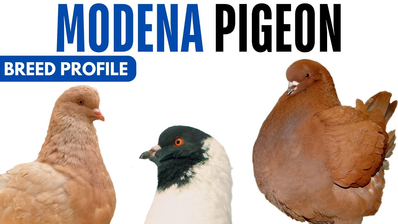 Modena Pigeon Breed Profile - History - Modena Pigeon Health Issues Price Training