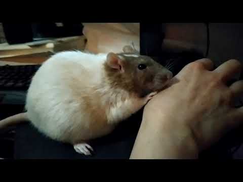 hold me, not the computer mouse