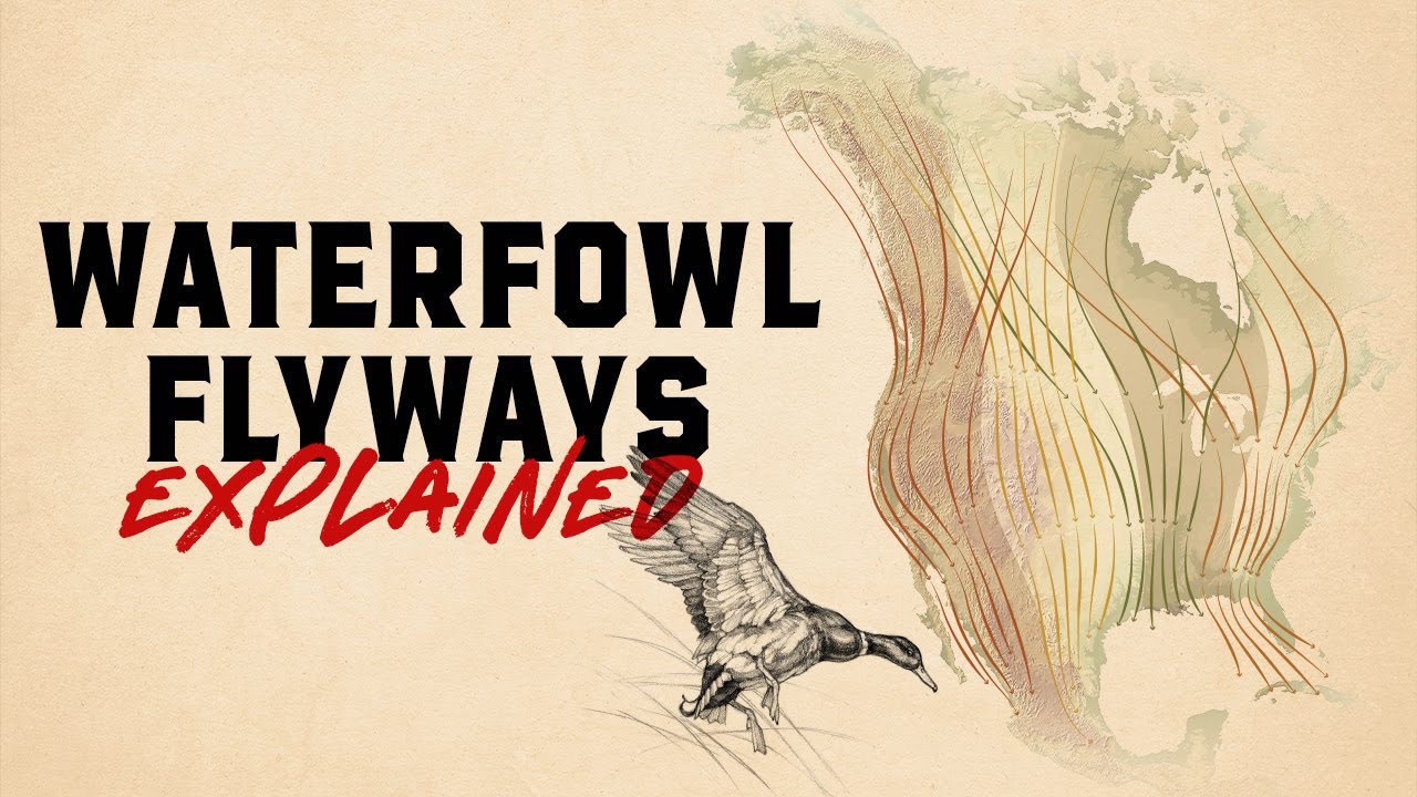 Understanding the Four Major Waterfowl Flyways of North America