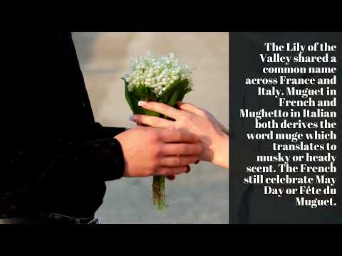 Lily of the Valley Facts