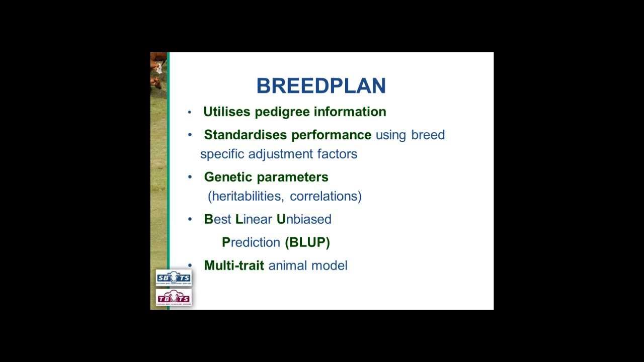 BREEDPLAN Basics: What You Need to Know