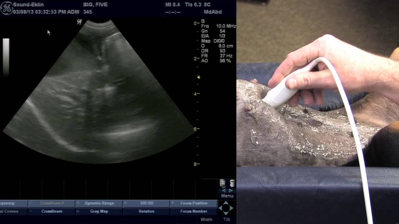 Veterinary Ultrasound Training - Scanning the Liver