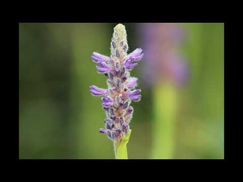 PICKERELWEED