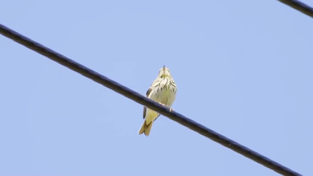 Tree Pipit Song: Melodic Flight Calls Explained