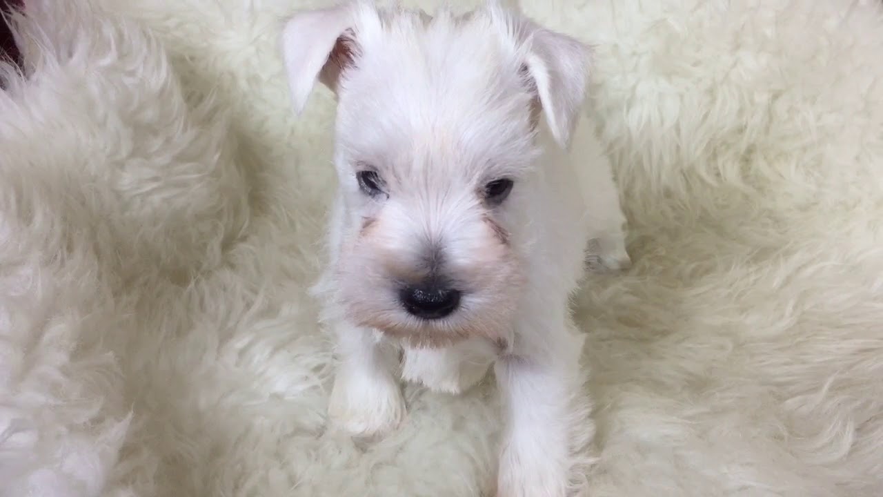 Schnauzer Miniatura Color Blanco