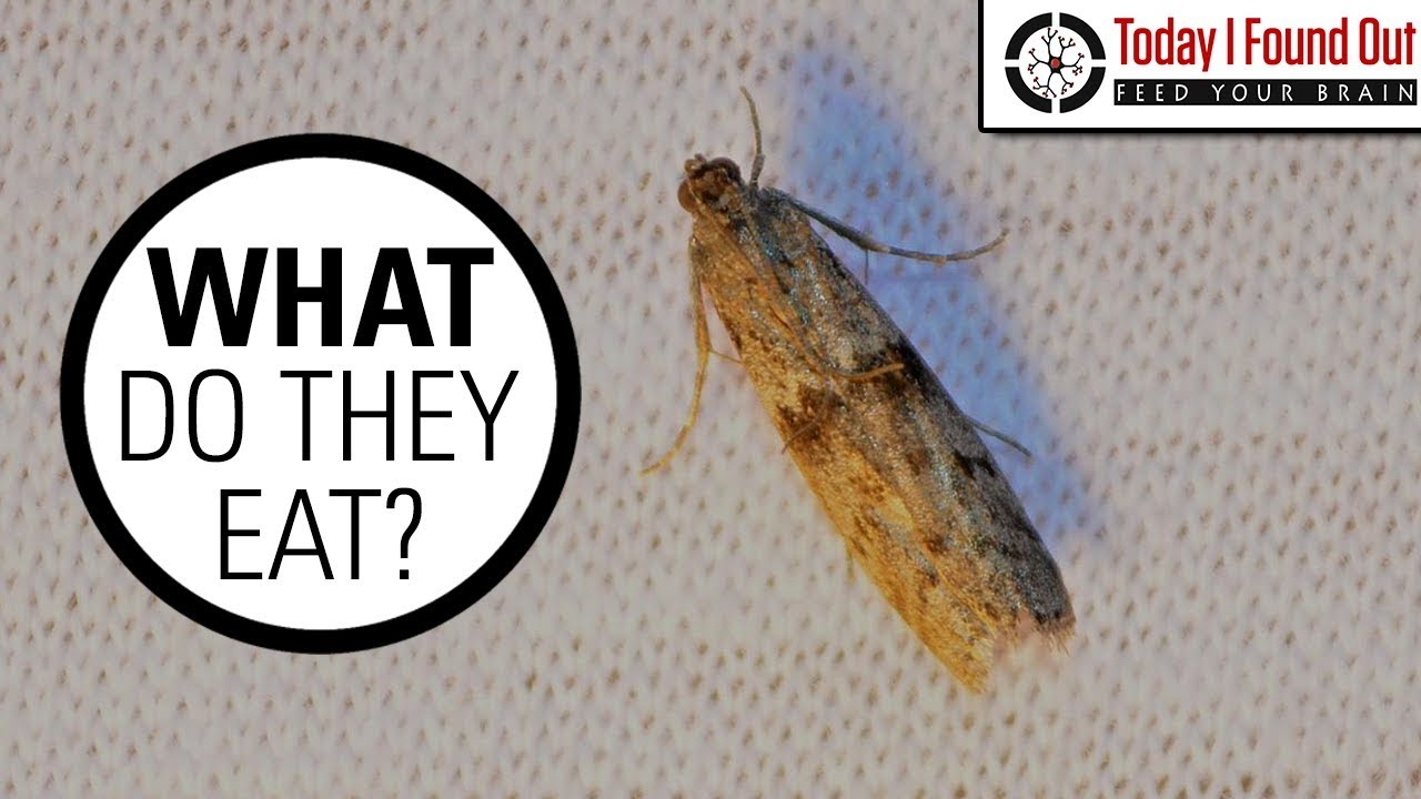 The Truth About Clothes Moths