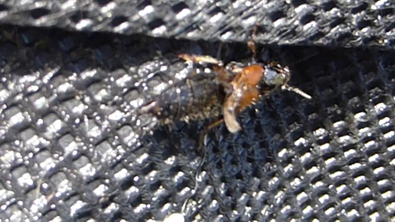 Common earwig   - Forficula auricularia  - Garðaklampi - Klaufhali - Bjalla - Skordýr - Pöddur