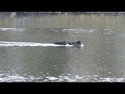 Male and Female Wood Duck