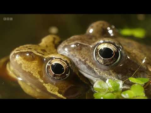 Common Frogs on Springwatch (2023)