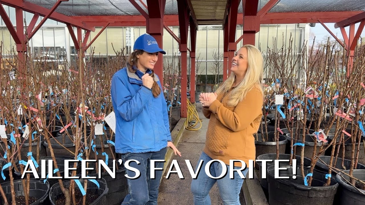 Aileen's FAVORITE Topic: Bare Root Fruit Trees! :: All About Bare Root Fruits with Van Winden's