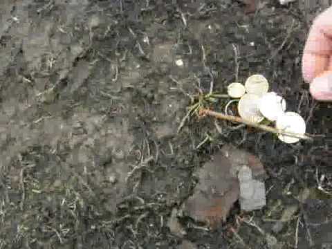 Tesoro Tejon Tips and Reviews