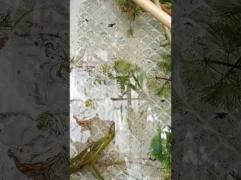 Cá bảy màu con | cá bảy màu 03 ngày tuổi | 3-day-old guppy fish | baby guppy | breeding guppy fish