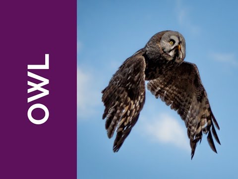 OWL Meaning: Wisdom, Compassion, and Consequences (Spirit Animal, Power Animal, and Totem Series)