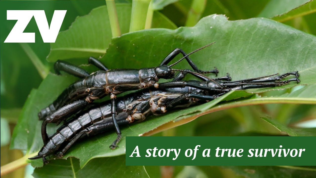 Lord Howe Island Stick Insect Conservation Breeding Program turns 20
