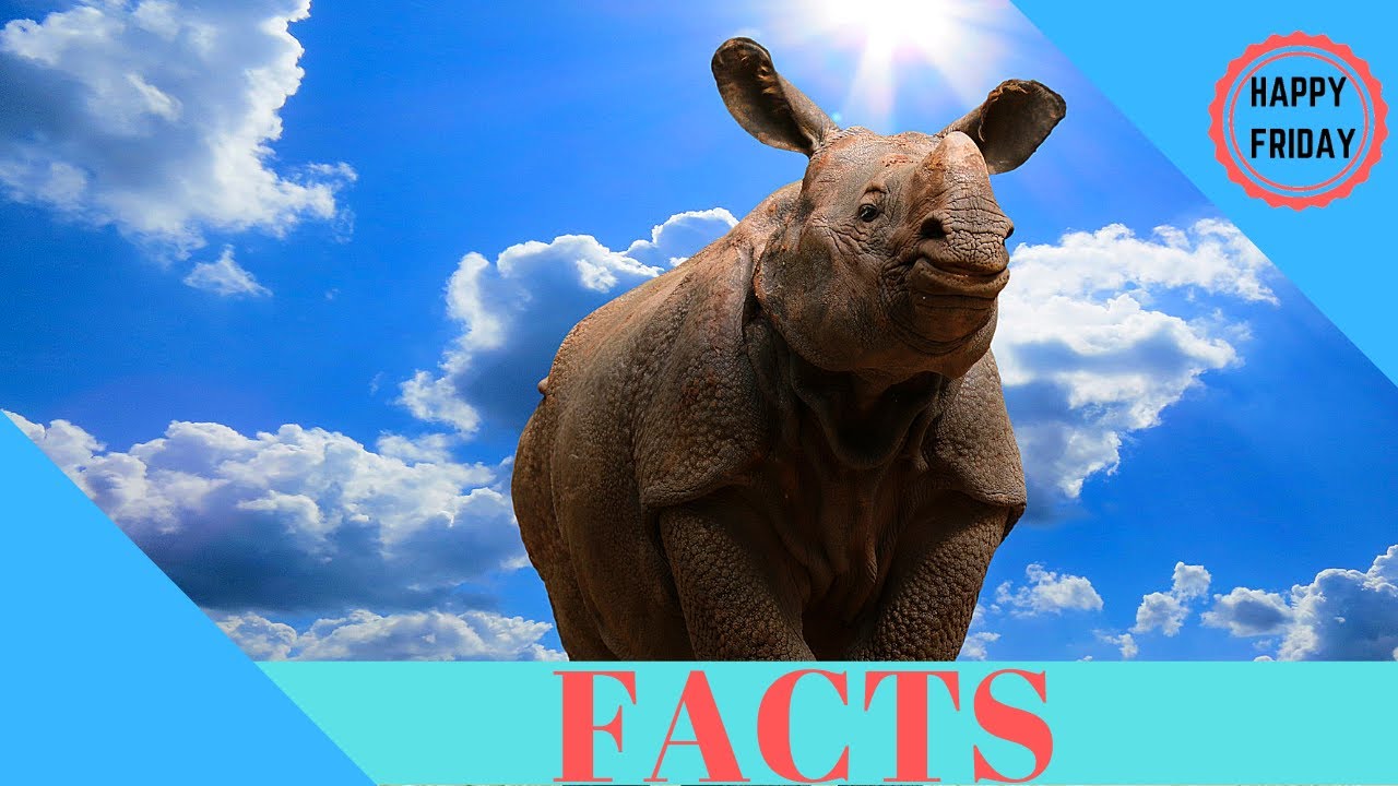 Fun Rhino Facts!